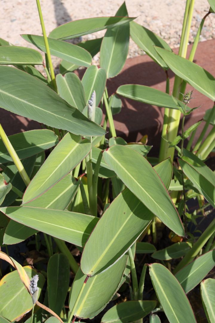 Thalia dealbata - Thalia | De Tuinen van Appeltern