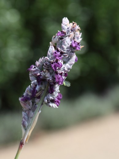 Thalia dealbata - Thalia | De Tuinen van Appeltern