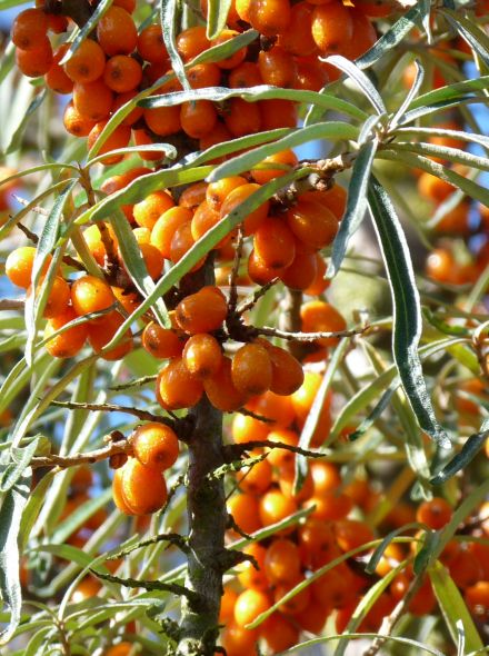 Hippophae rhamnoides - Duindoorn | De Tuinen van Appeltern