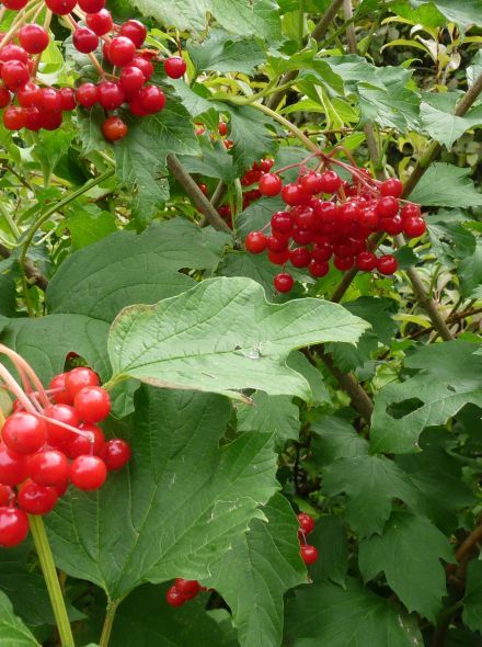 Viburnum opulus - Gelderse roos | De Tuinen van Appeltern