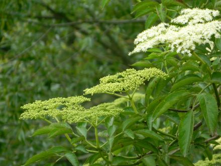 Sambucus nigra - Gewone vlier | De Tuinen van Appeltern