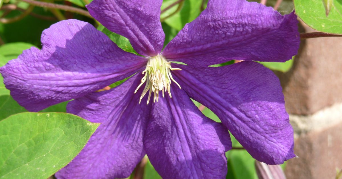 Clematis 'Victoria' (Bosrank, Bosdruif) | De Tuinen van Appeltern