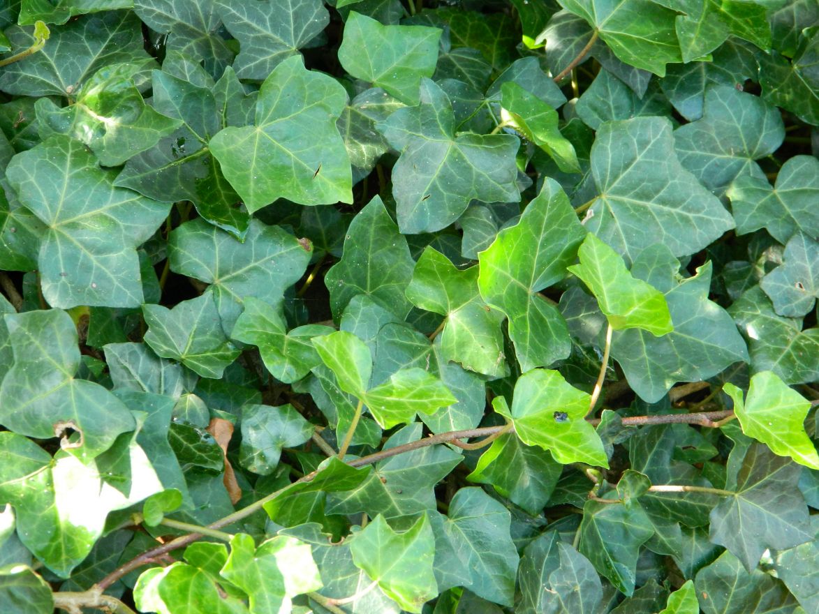 Hedera helix 'Woerner' (Klimop) | De Tuinen van Appeltern