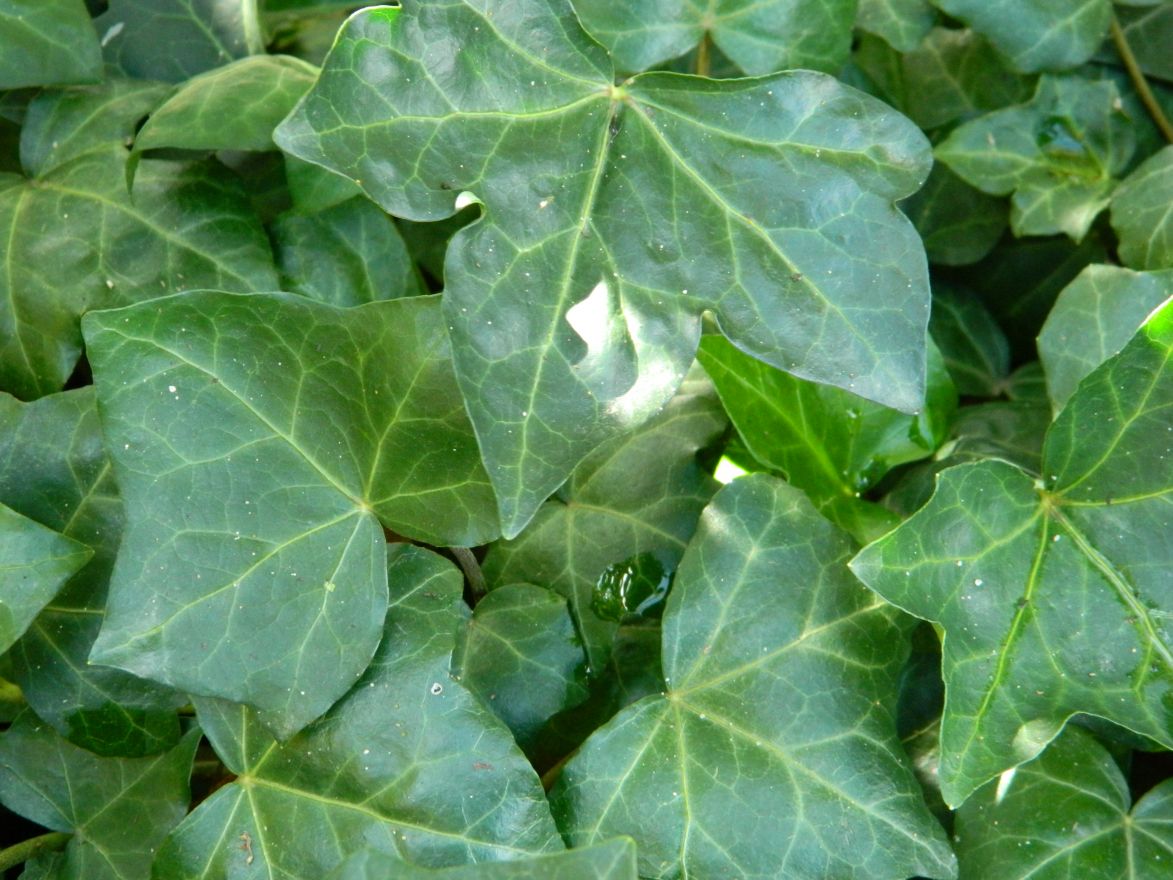 Hedera helix 'Woerner' (Klimop) | De Tuinen van Appeltern