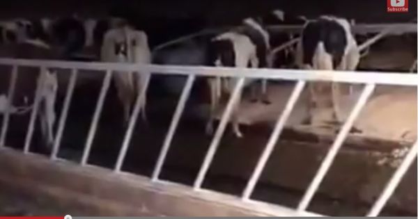 Dry cow signals - How many cows are standing and not resting? | CowSignals®