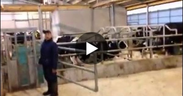 Easy cow catching in dutch barn | CowSignals®