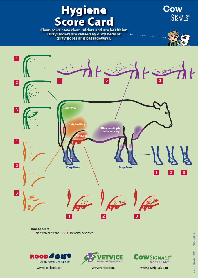 CowSignals hygiene score card - very usable tool! | CowSignals®