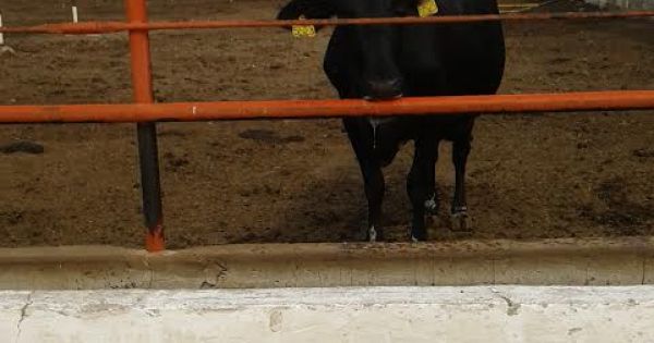 Case study: Why is this cow biting the metal pipe? | CowSignals®