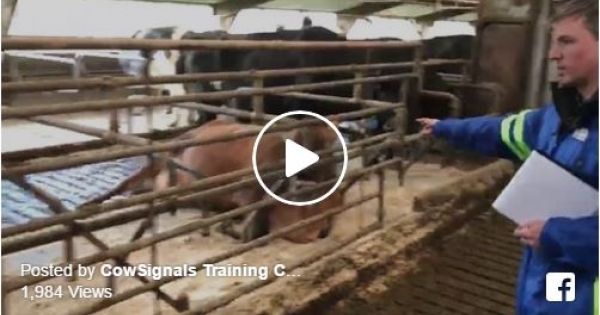 Does she have enough head space? | CowSignals®