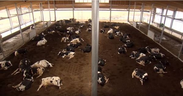 Wellness hotel for cows | CowSignals®