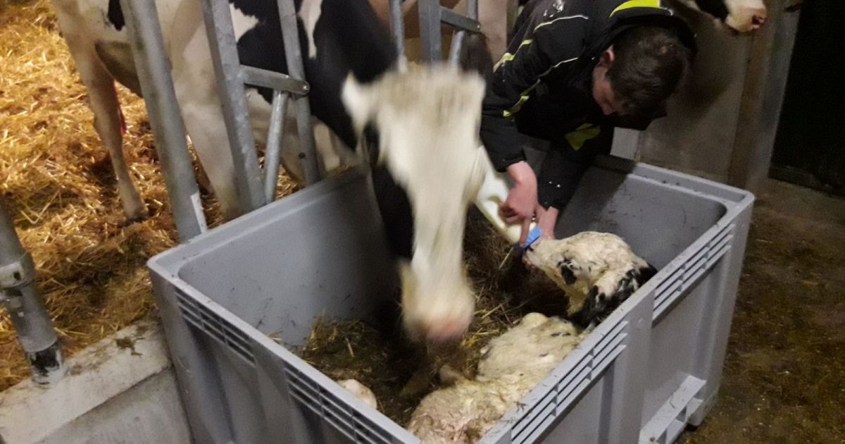 CowSignals Cuddle Box used by farmer Pieter Kuier | CowSignals®