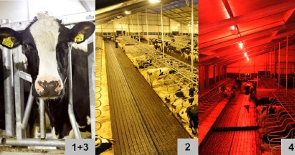 Why do cows need light? | CowSignals®