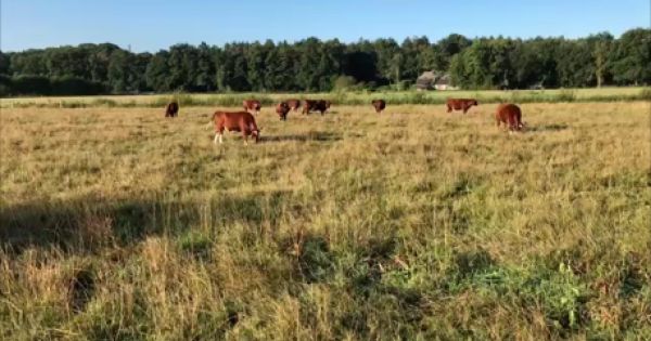 How shiny are your cows? | CowSignals®