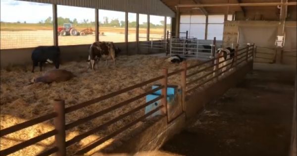 How long before calving do you put cows in the straw yard? | CowSignals®