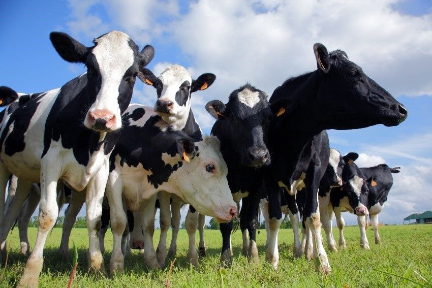 Research confirms; improving cow welfare is related to higher profits ...