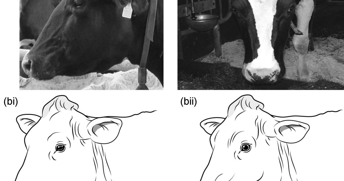 The pain scale: 6 behavioral signs that a cow is in pain | CowSignals®