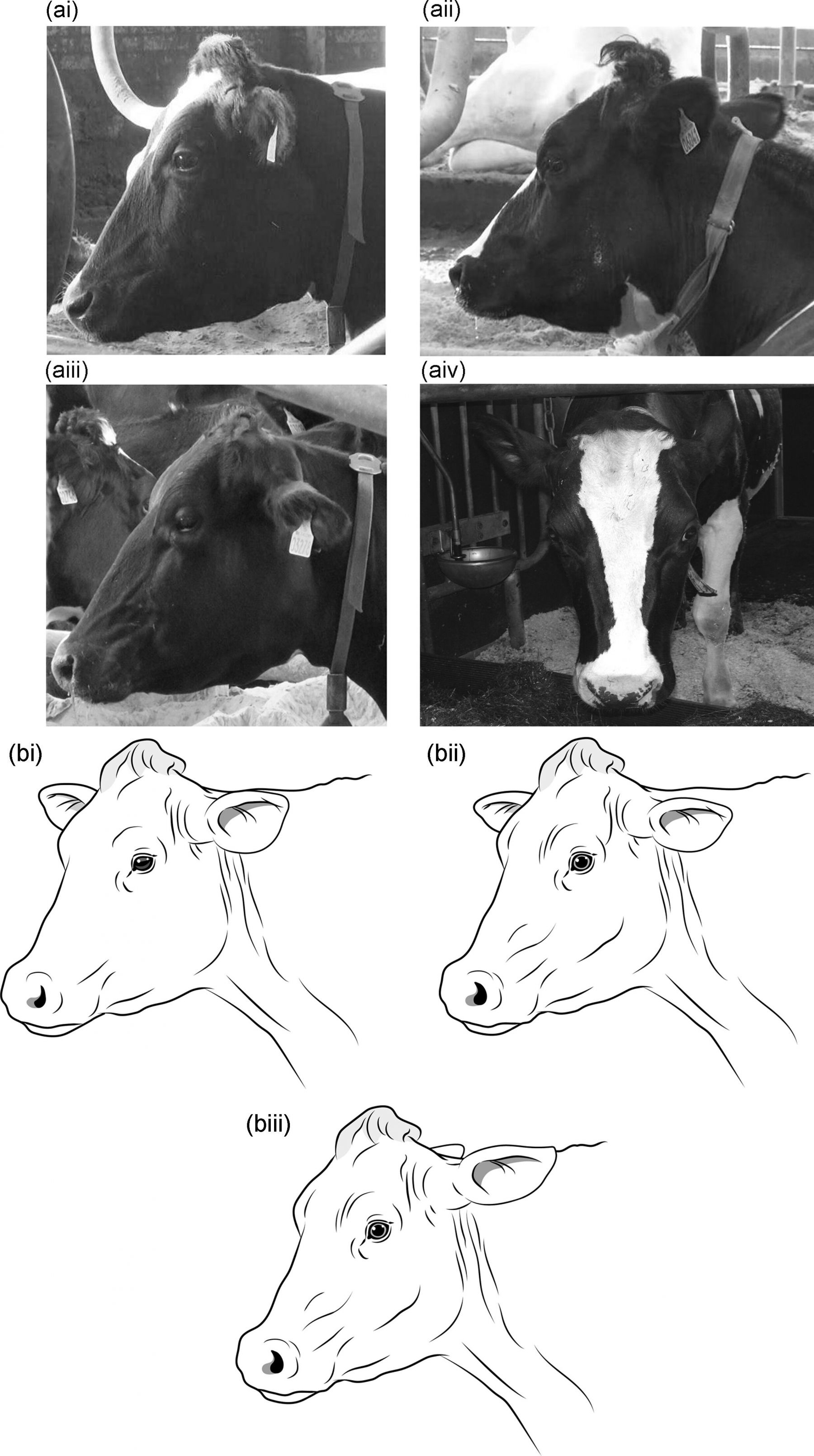 The pain scale: 6 behavioral signs that a cow is in pain | CowSignals®