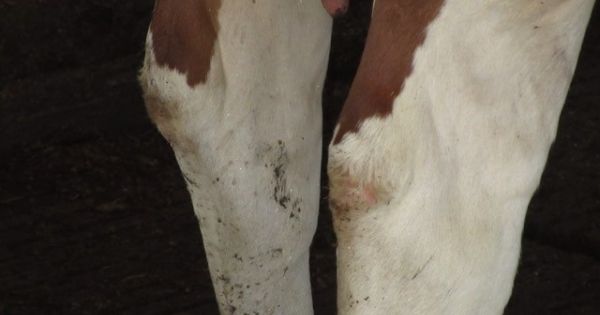 The gold standard for hock damage prevention | CowSignals®