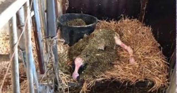 Cuddle box demonstration - food on calf | CowSignals®
