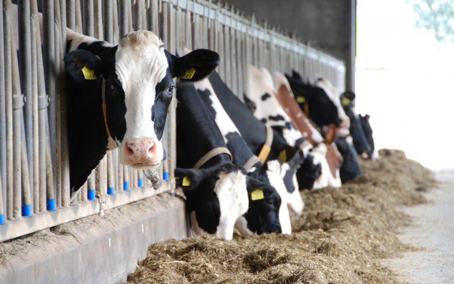 FeedingSignals® | CowSignals®