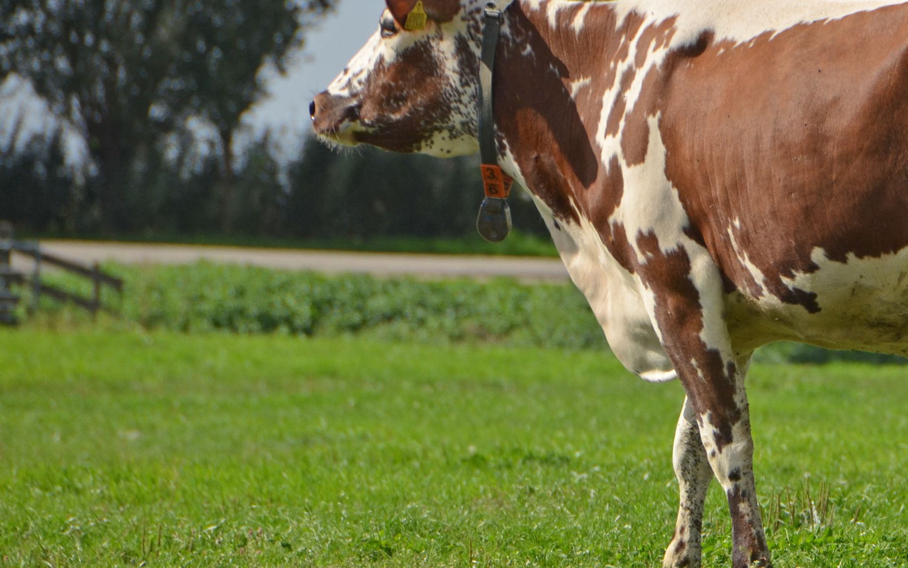 FertilitySignals® | CowSignals®