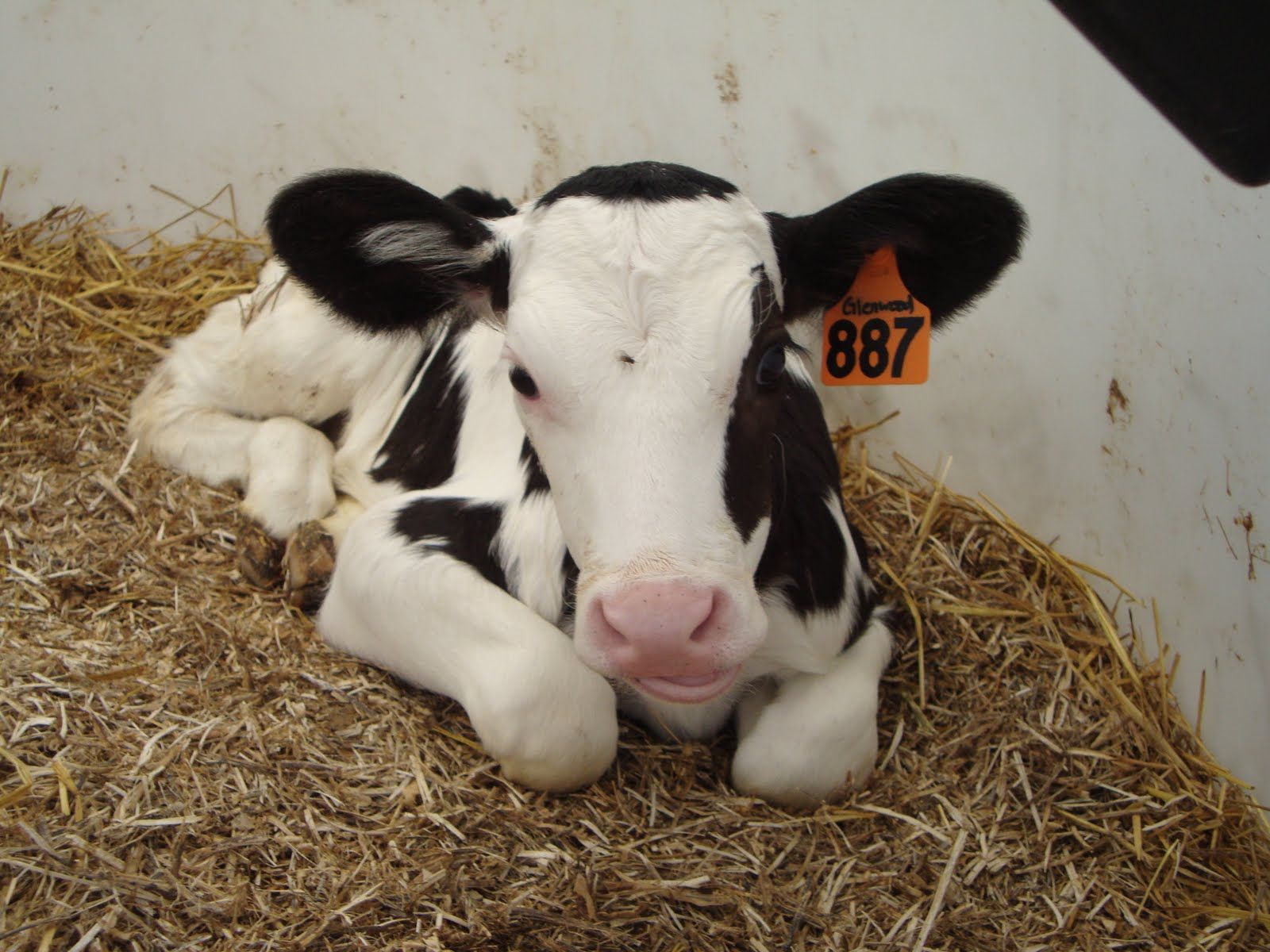 Solid calf care improvements for more productivity in 7 steps | CowSignals®